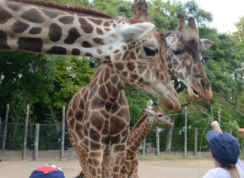 Zoologico Buenos Aires Palermo Horarios