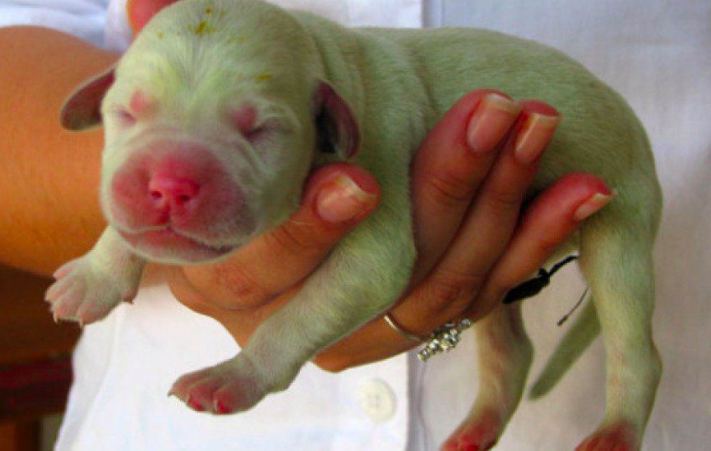 Nació perro verde en Misiones y se volvió viral