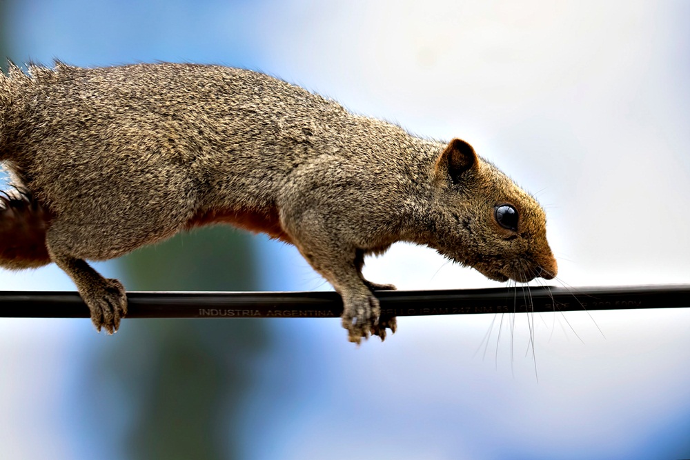 Invasión de ardillas en el país: qué problemas ocasionan
