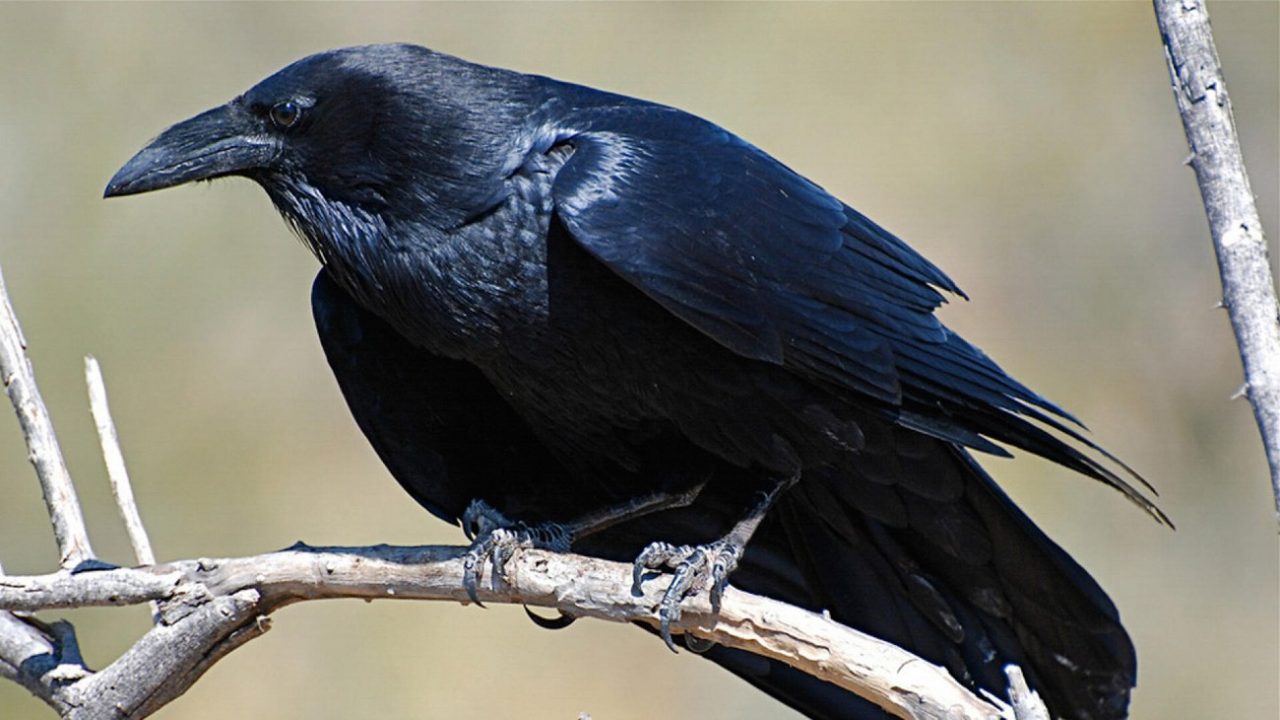 Entrenan cuervos para que recojan colillas en la calle