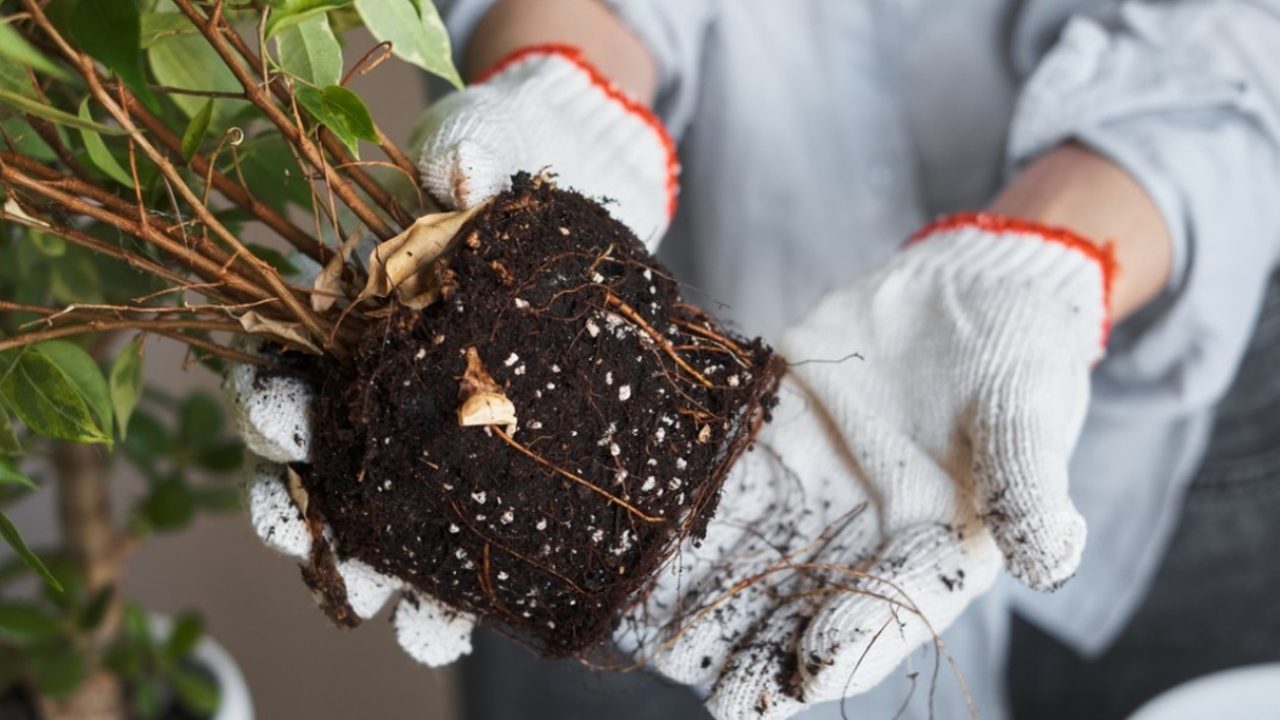 Cómo trasplantar una planta a una nueva maceta de una forma sencilla