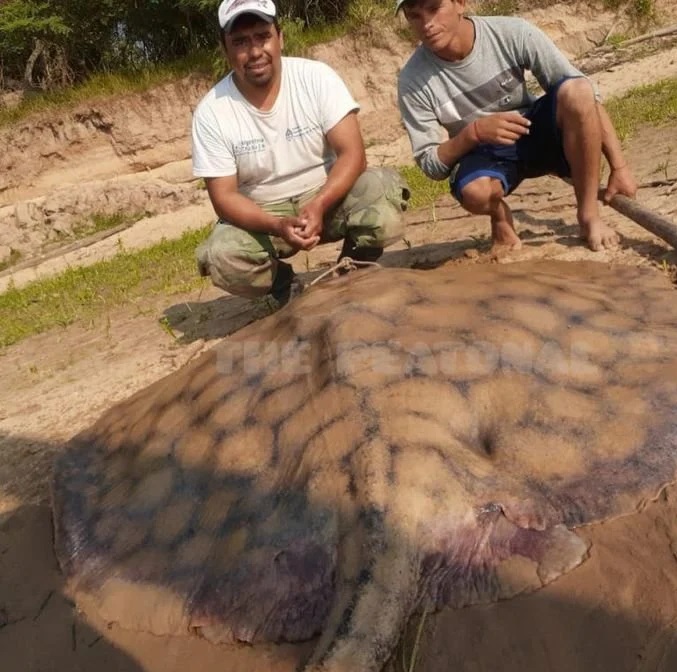 Pescaron una raya de 150 kilos que está en peligro de extinción
