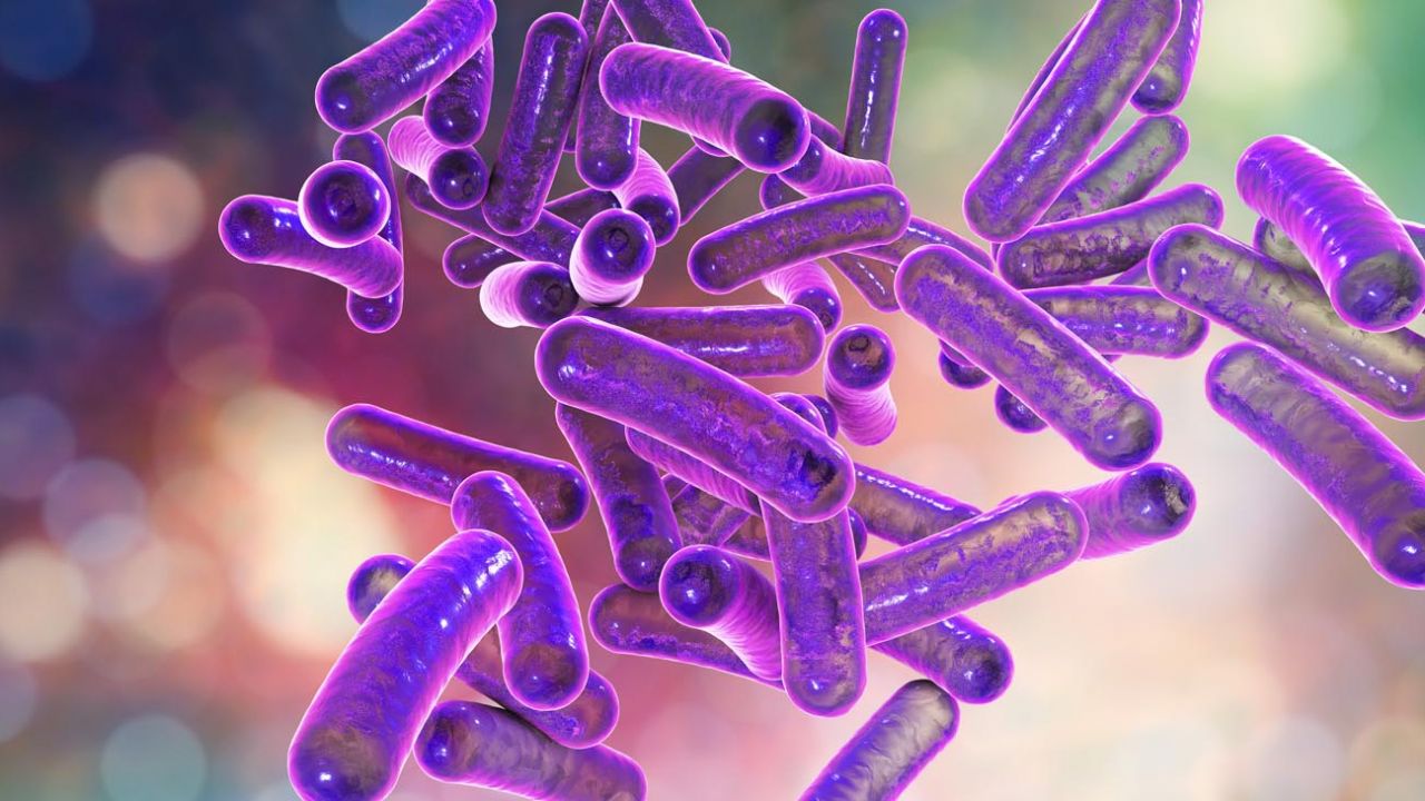 Shigella y salmonella: Cómo se contagia, cuáles son sus síntomas y cómo ...
