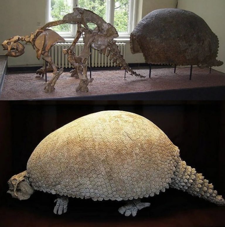 Jugaba en la arena y descubrió un gliptodonte de tres millones de años